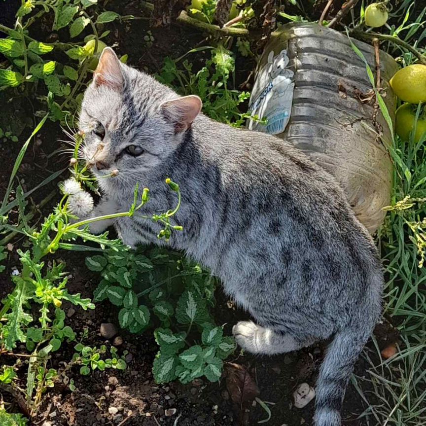 Котёнок мальчик в добрые руки