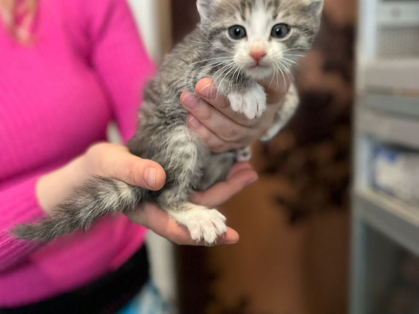 Котятки в добрые руки