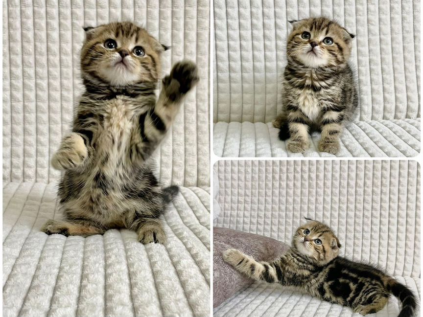 Шотландские котята