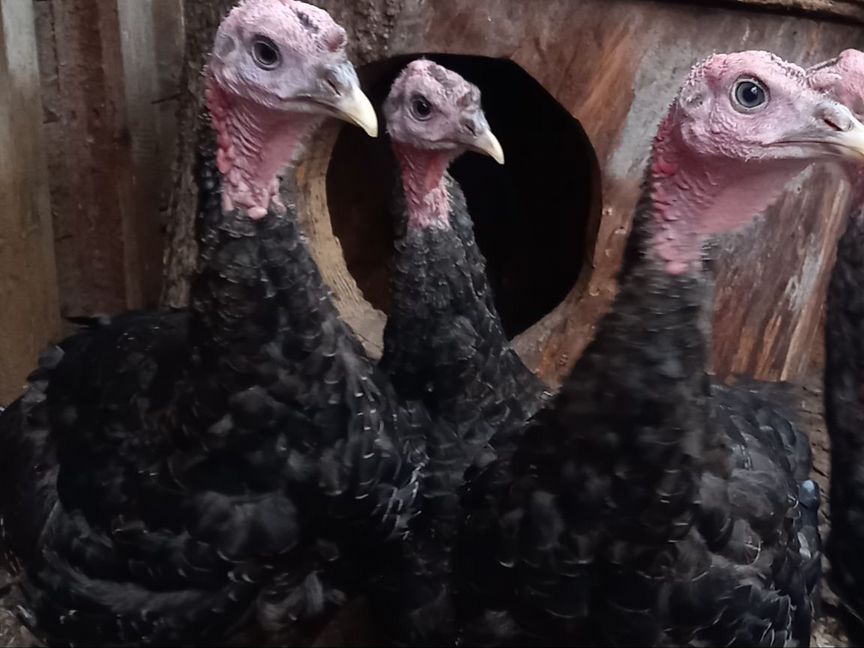 Индюки американской дикой индейки