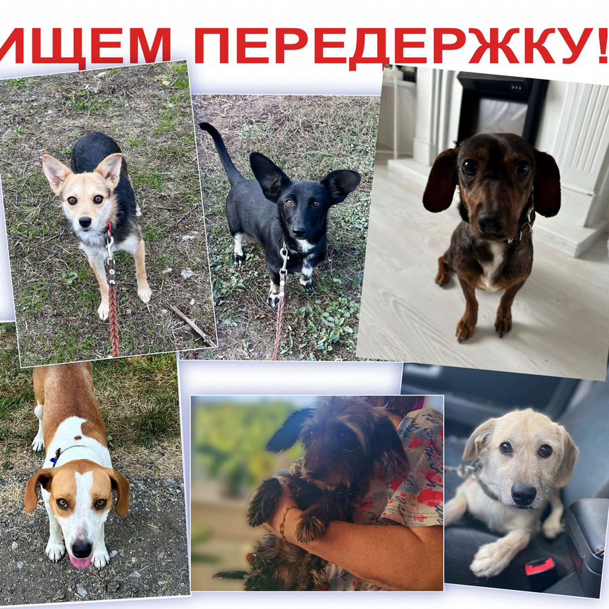 Ищем передержку для маленьких собачек