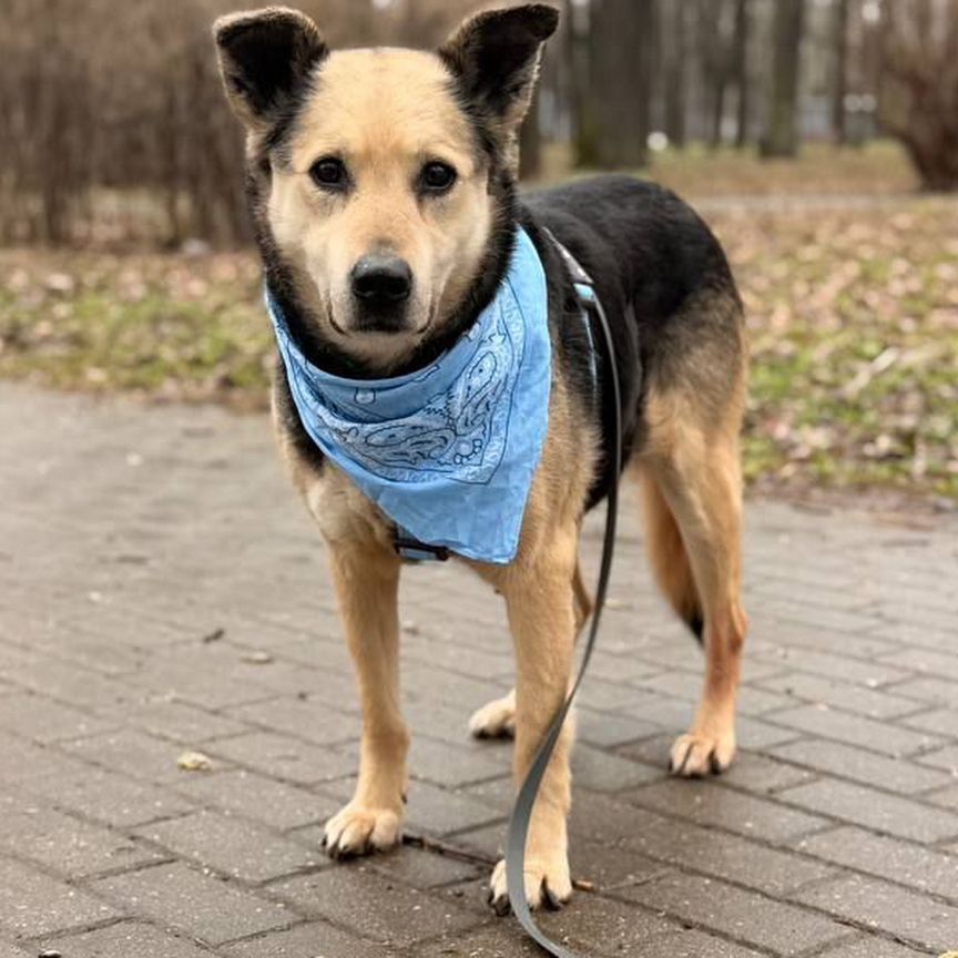 Взрослая собака в добрые руки