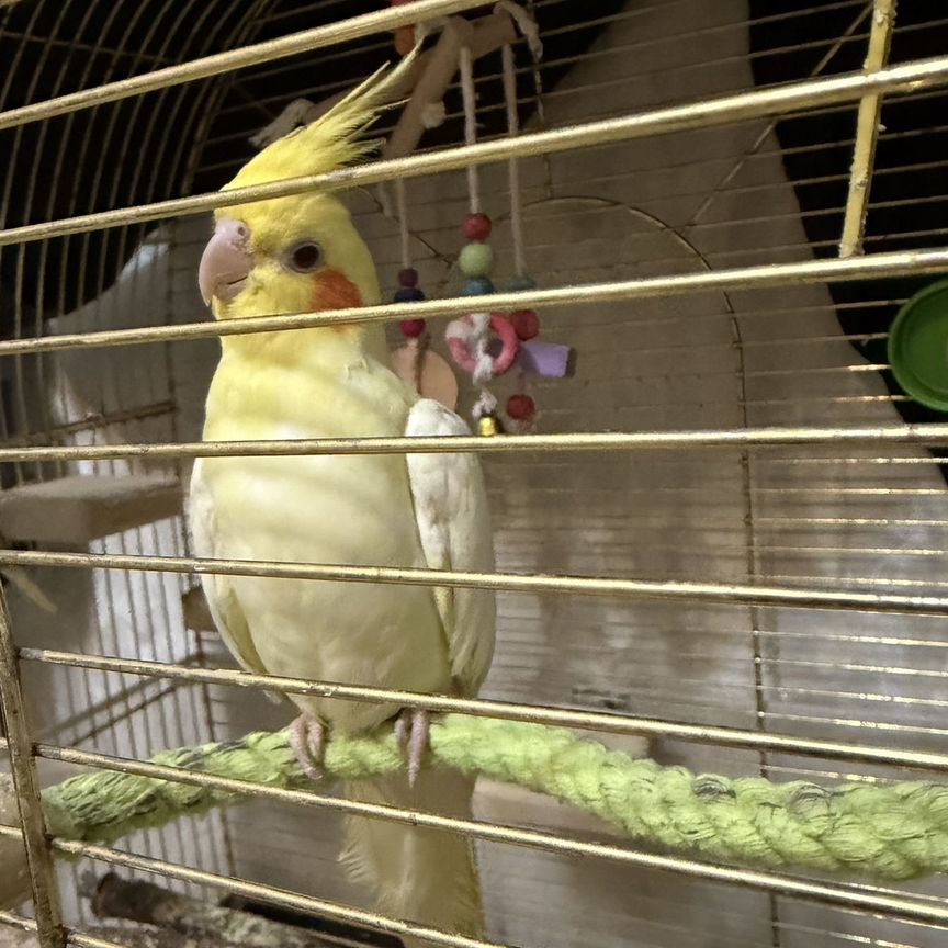 Попугай корелла мальчик