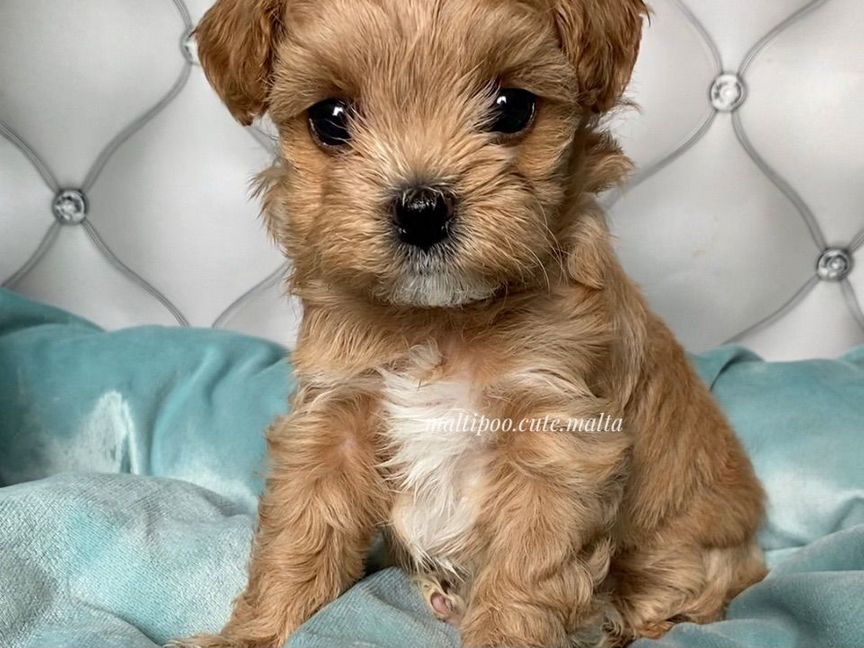 Щеночки Мальтипу F1 мини