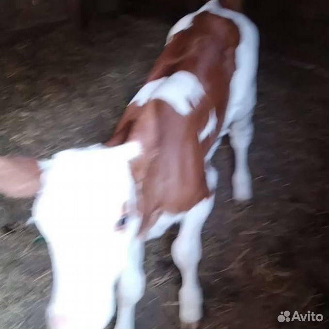 Телочка 16дней, голштинской породы