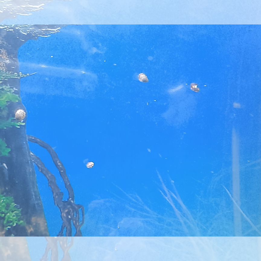 Улитки аквариумные теодоксус