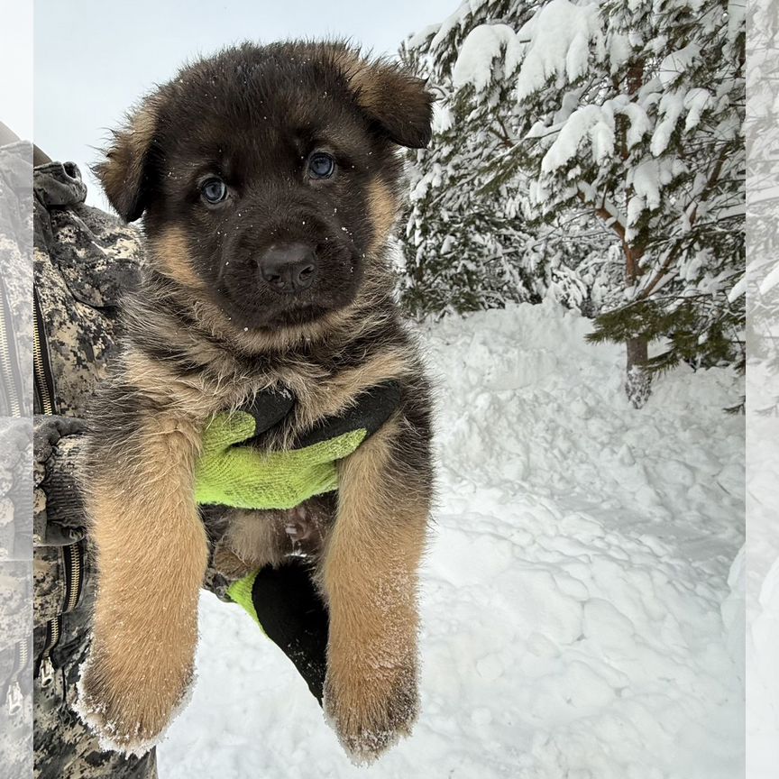 Немецкая овчарка, щенок