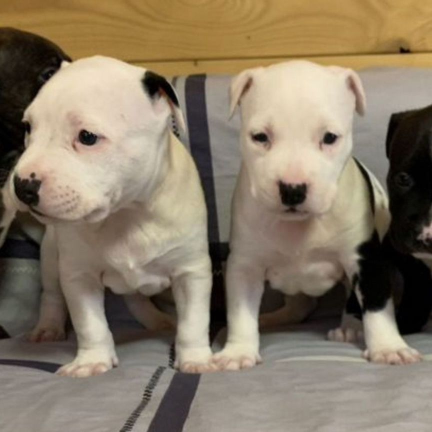 Американский стаффордширский терьер, щенок