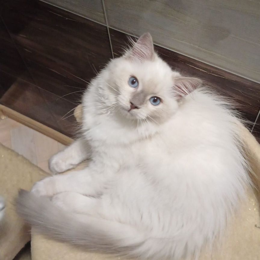 Котик породы Рэгдолл