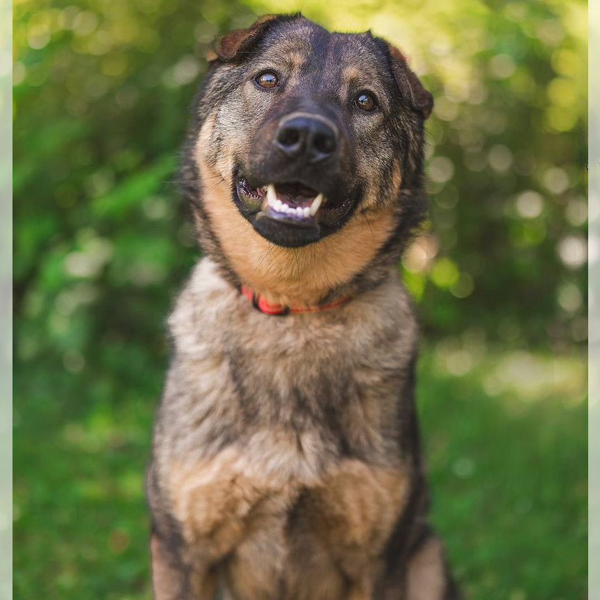 Собака в дар