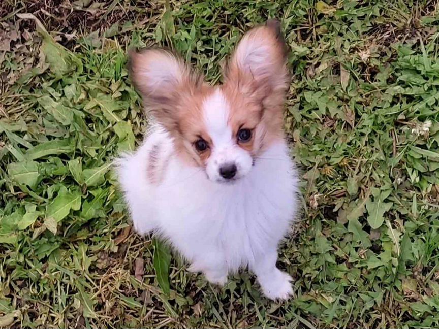 Щенки папийона