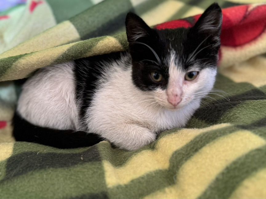 Котенок кот