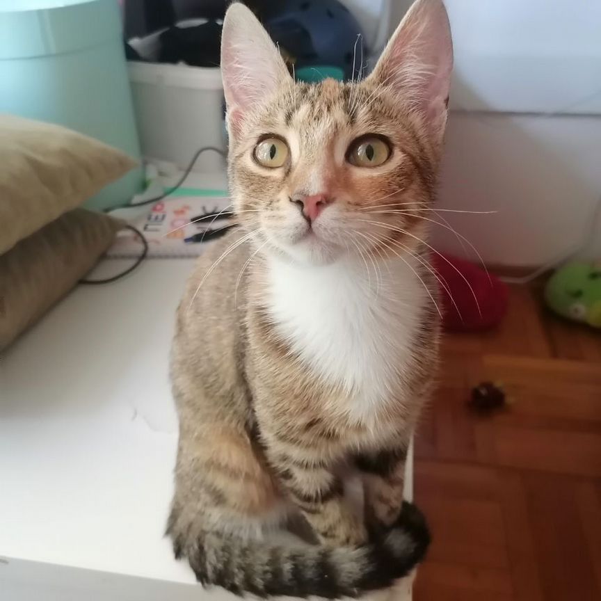 Кошечка 6,5 месяцев