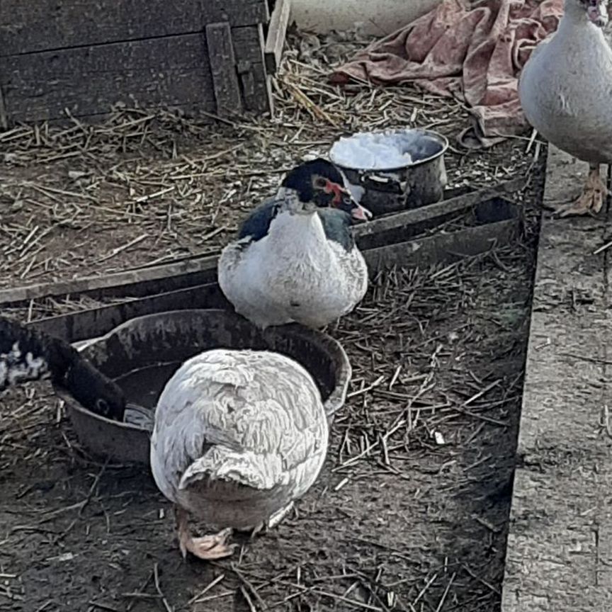 Мускусные утки