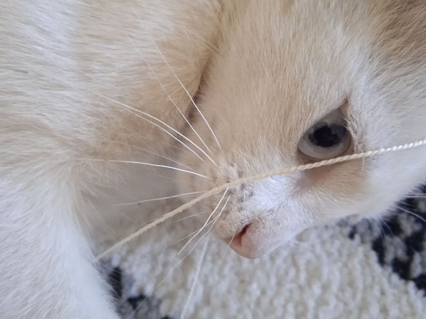 Котенок, мальчик