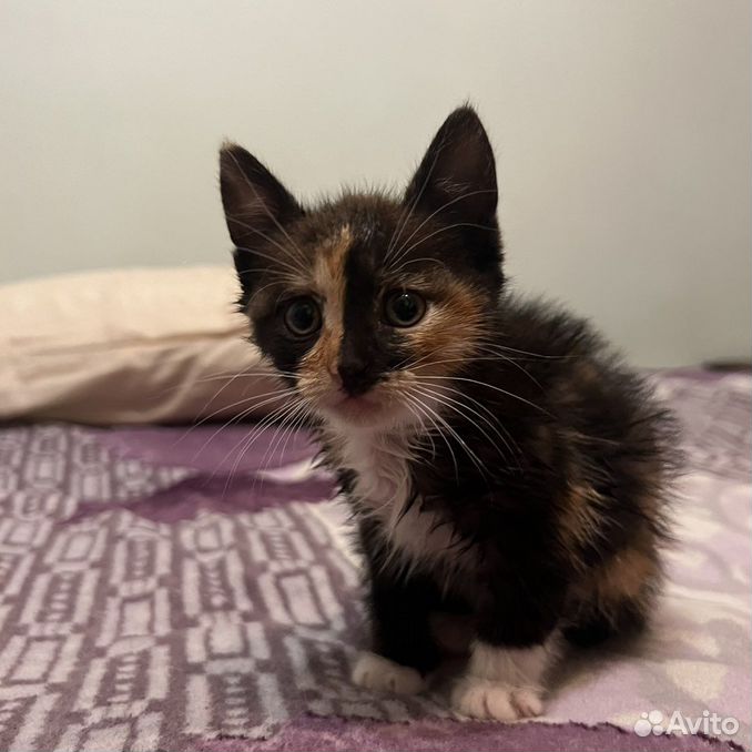 Котенок Луна, спасите девочку 1 месяц