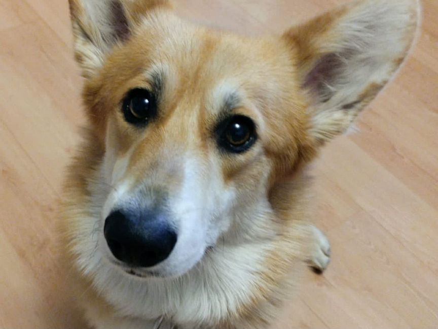 Корги в добрые руки отдам бесплатно