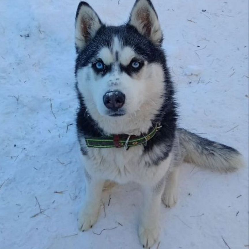 Сибирский хаски, взрослая собака