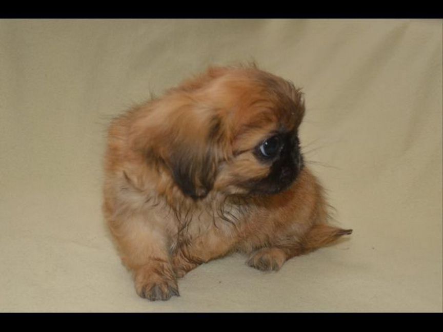 Собаки щенки маленькой породы