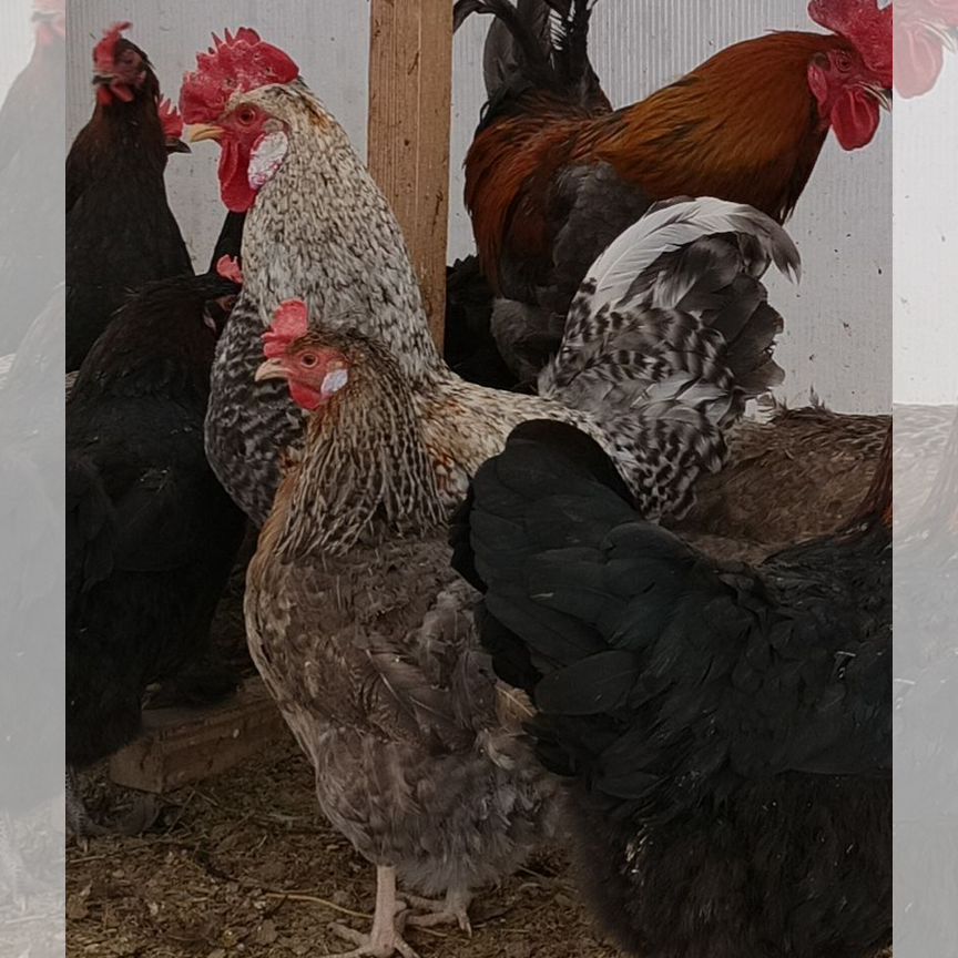 Куры петухи породы маран