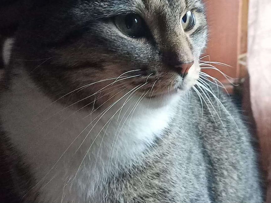 Кошка компаньон