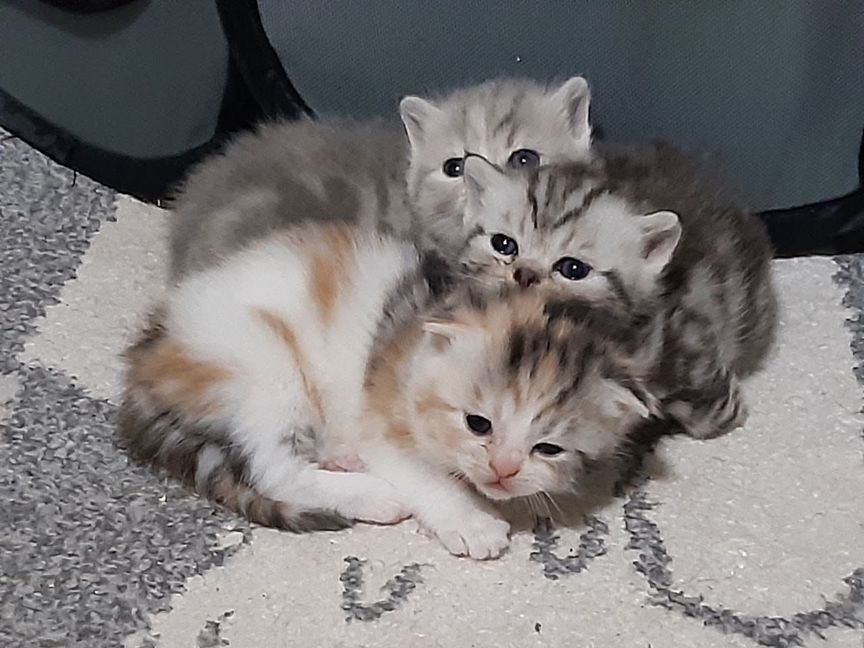 Шотландские котята, мальчик и две девочки