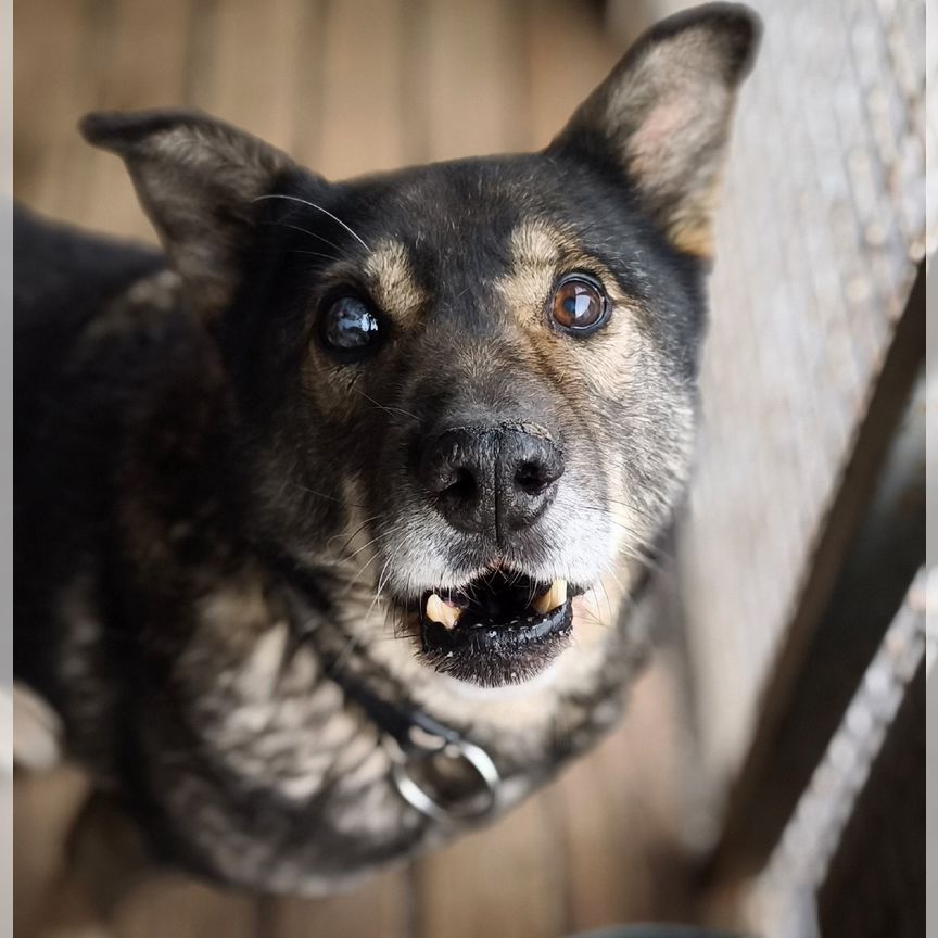 Взрослый пёс в добрые руки