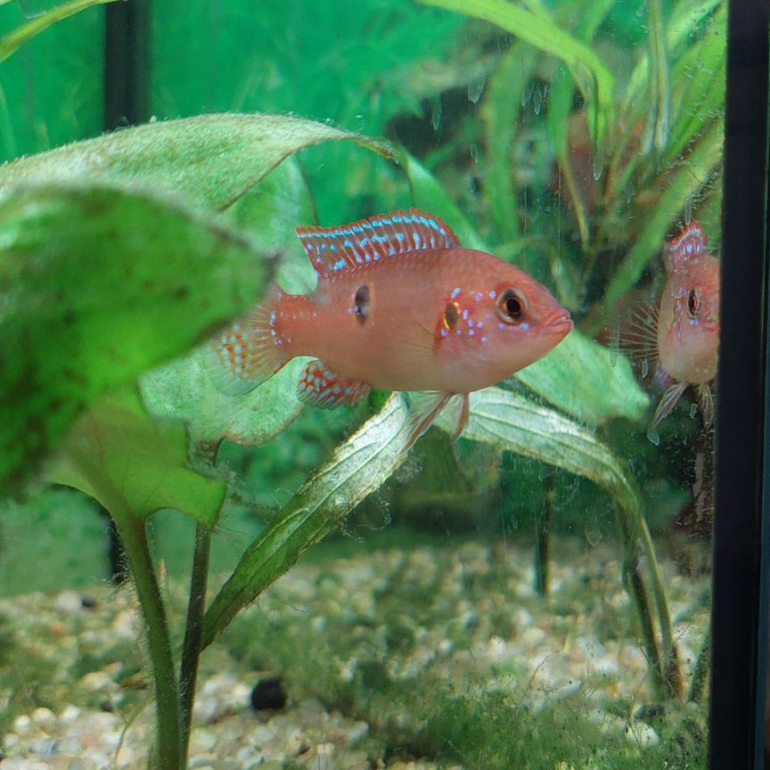 Хромис красавец самка