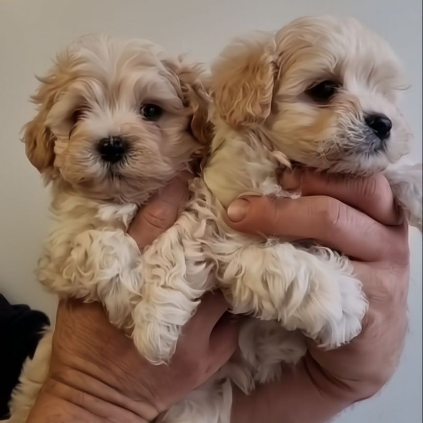 Мальтипу, щенок