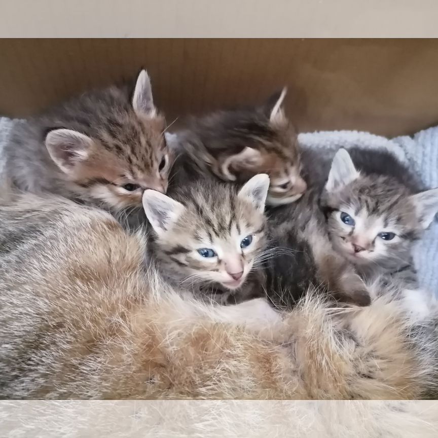 Котёнок в добрые руки