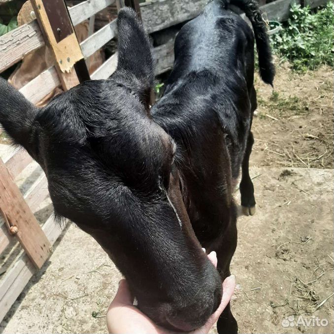 Тёлочка две недели