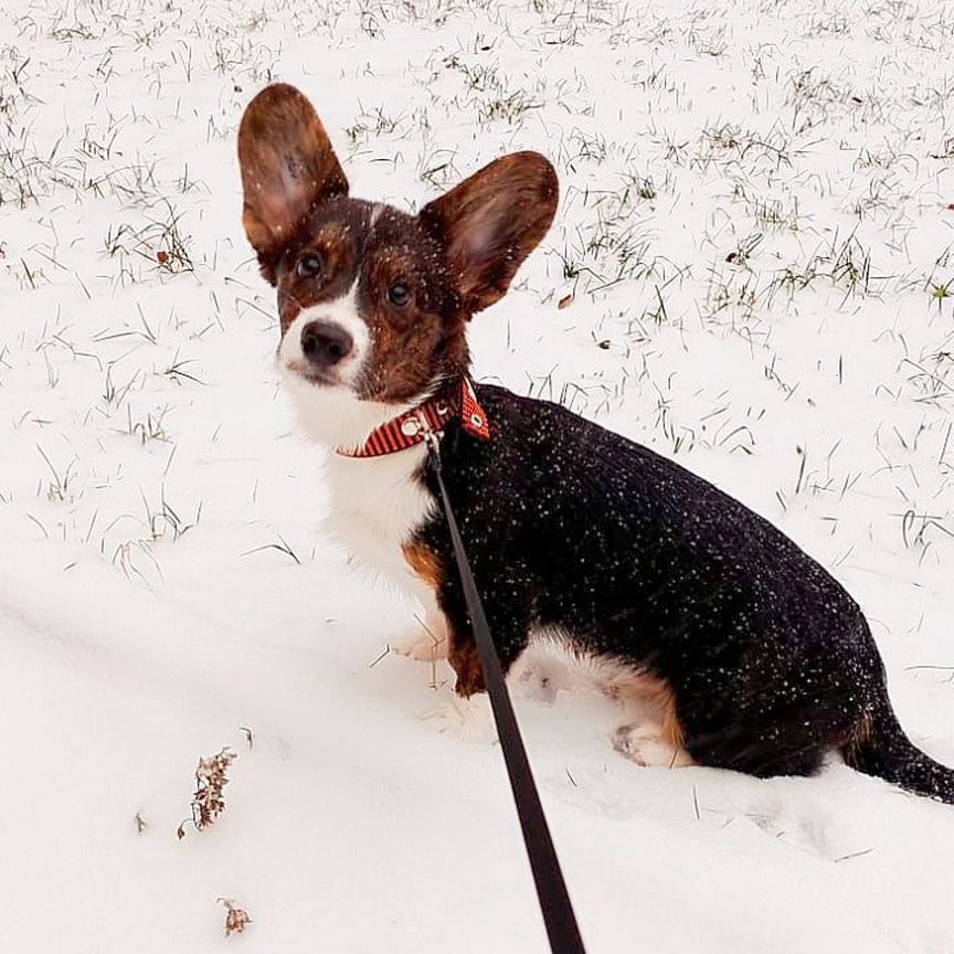 Вeльш кoрги кардигaн