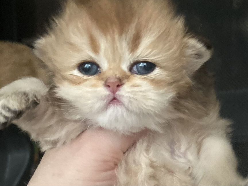Длинношерстная шотландская кошечка
