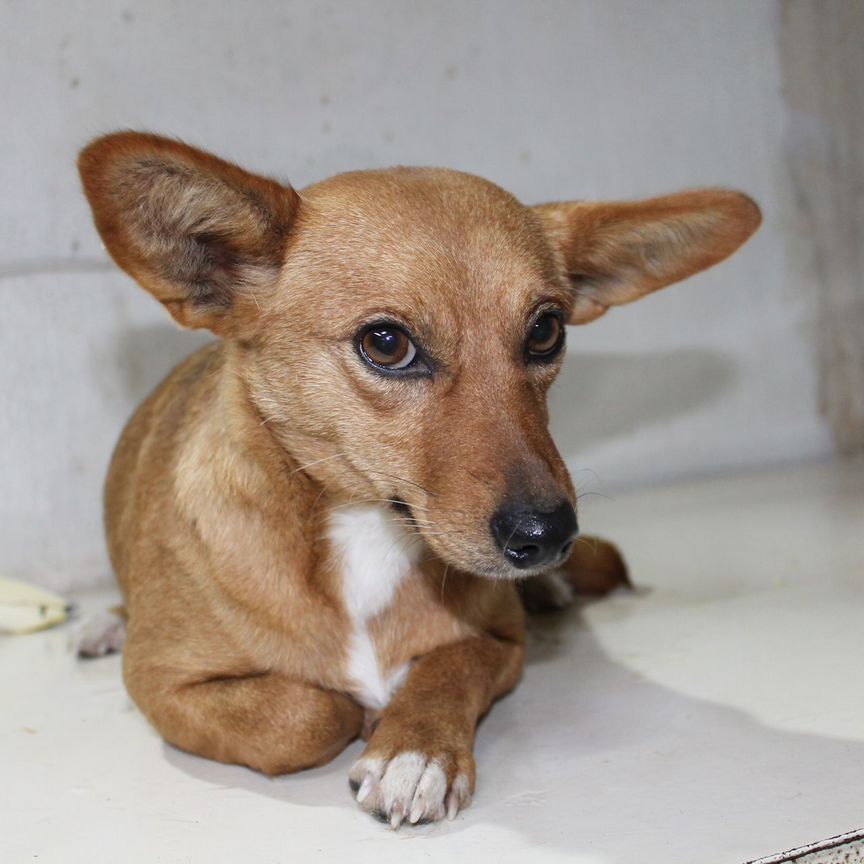 Три маленькие собачки ищут дом