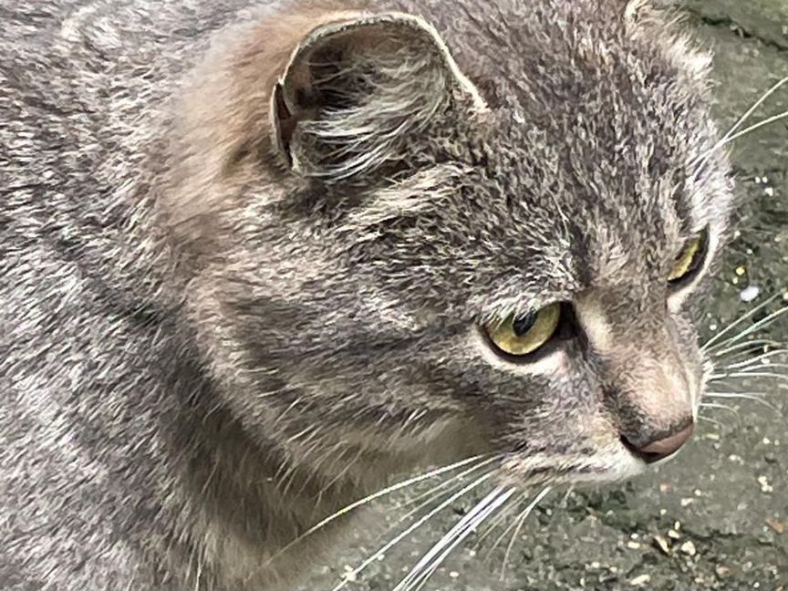 Ласковый Котик в добрые руки