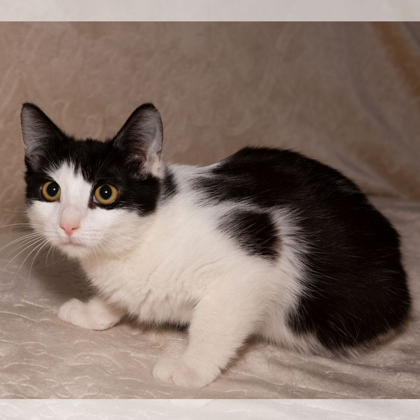 Котёнок в добрые руки