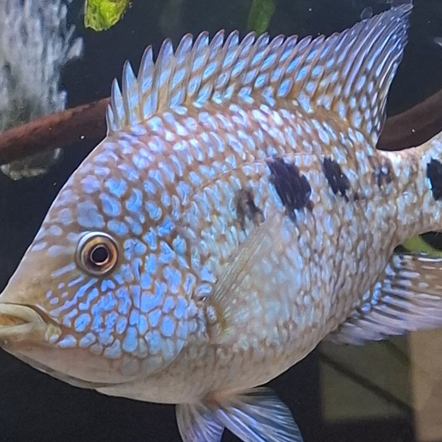 Бриллиантовая цихлазома