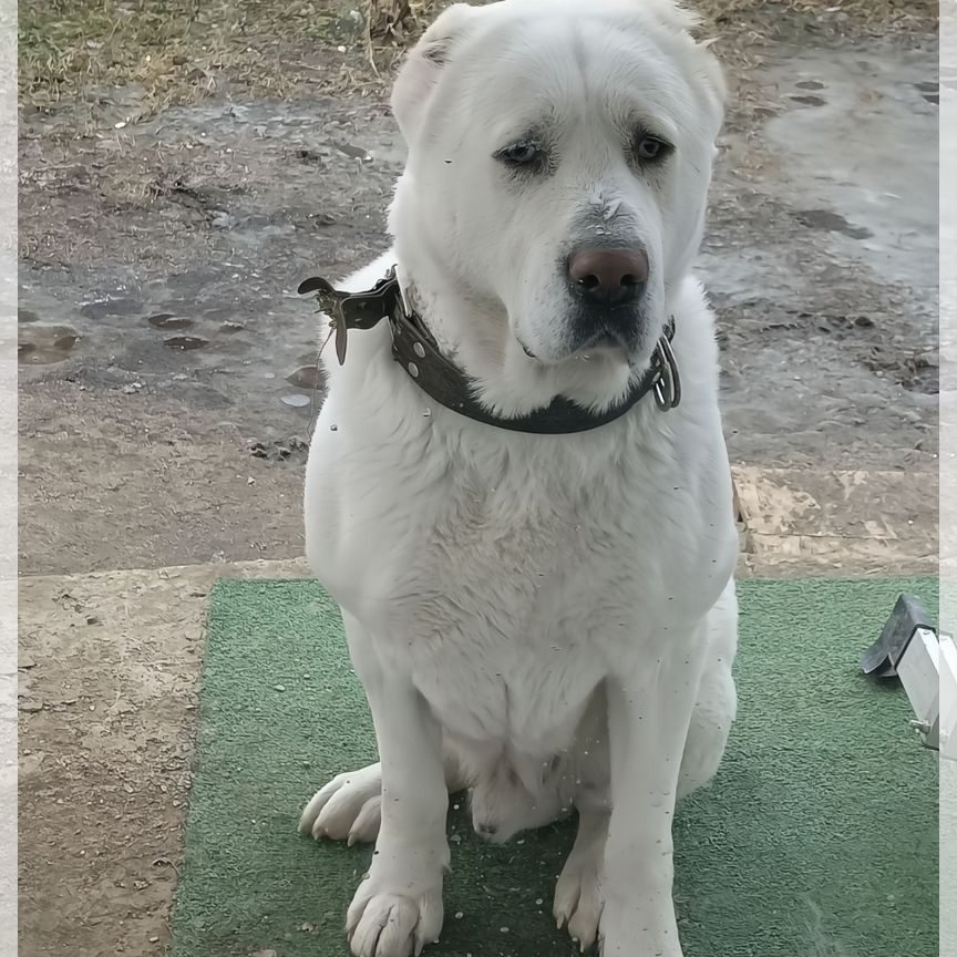 Среднеазиатская овчарка, взрослый пёс