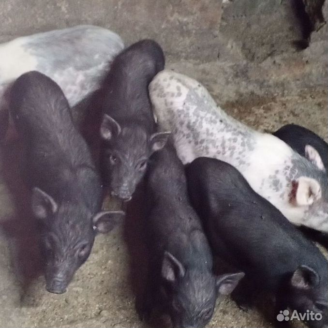 Вьетнамск вислобрюхий поросенок