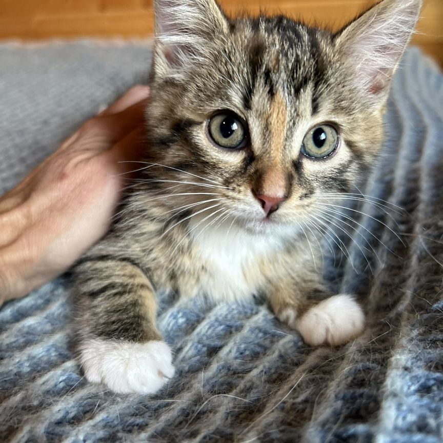 Котенок Ириска 1,5 месяца