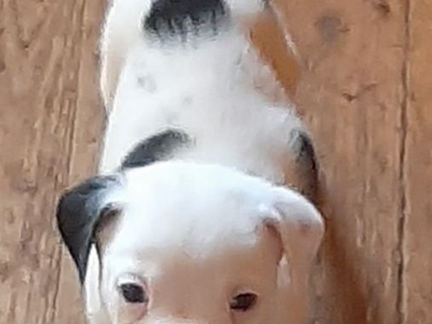 Щенки стаффорда (тип тяжёлый)