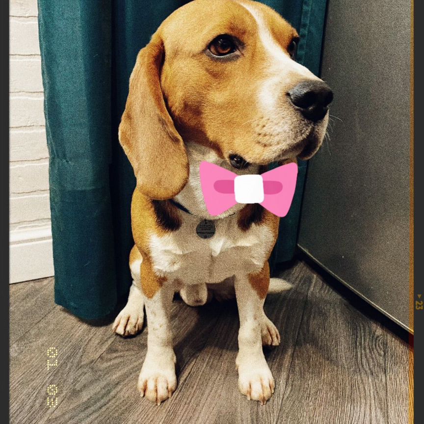 Ищу невесту