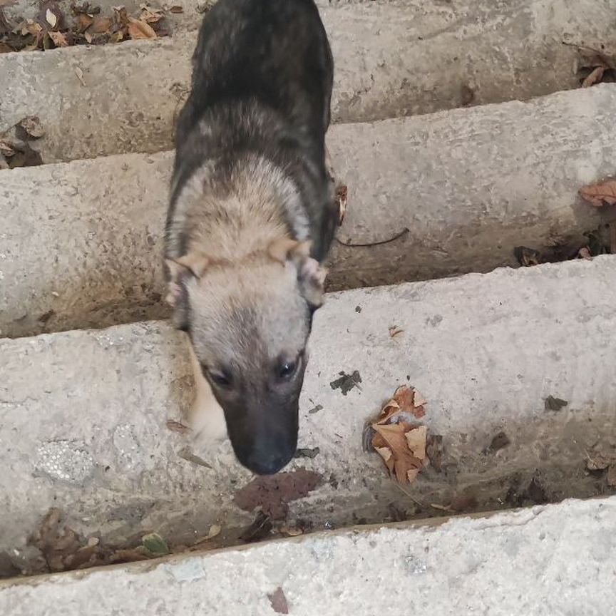 Собака в добрые руки,помогу с кормом