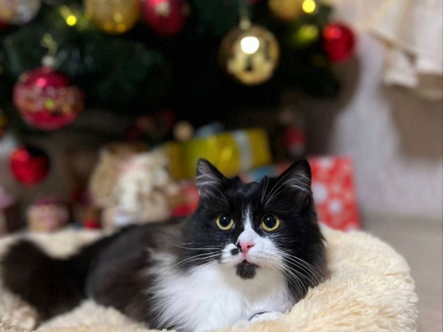 Котенок девочка