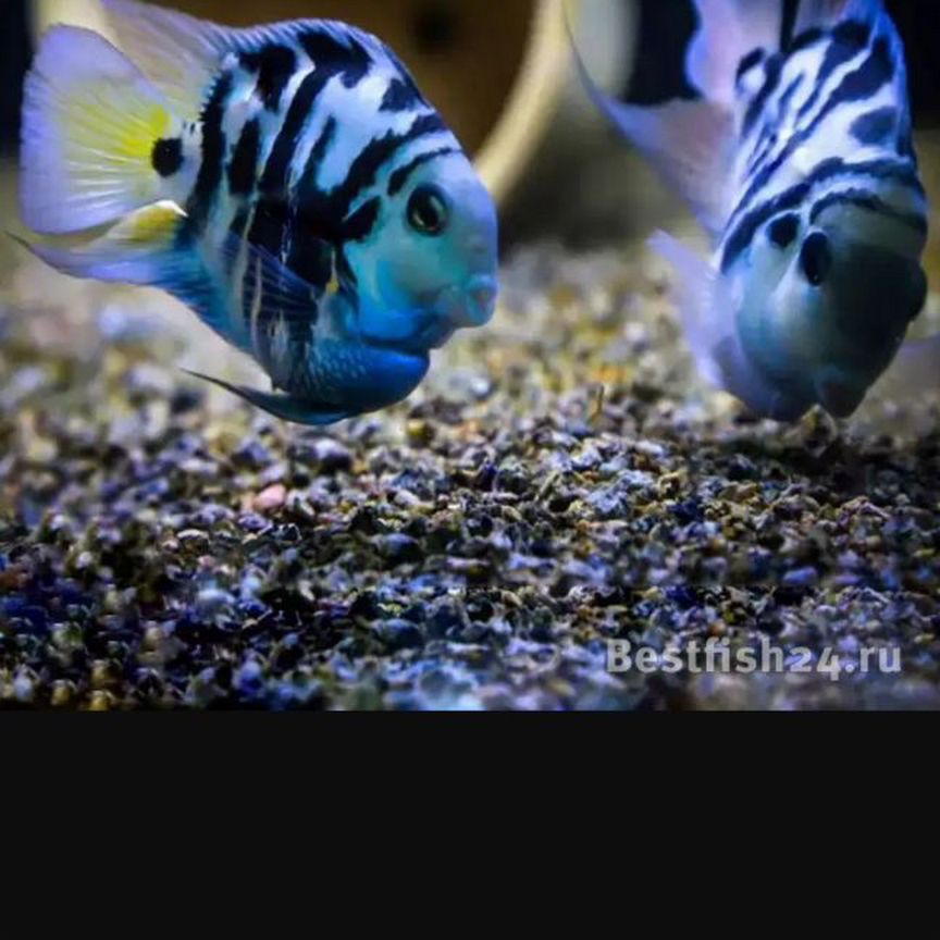 Рыба попугай сапфировый