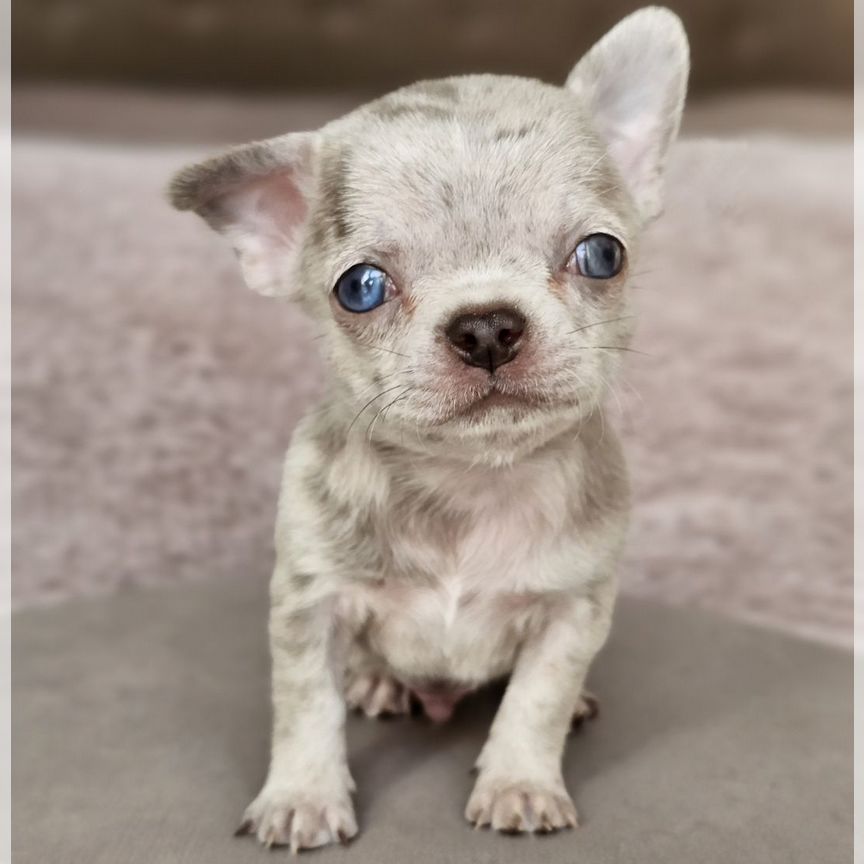 Чихуахуа, щенок