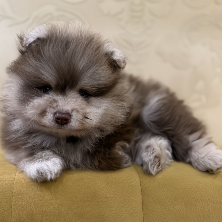 Померанский шпиц, щенок