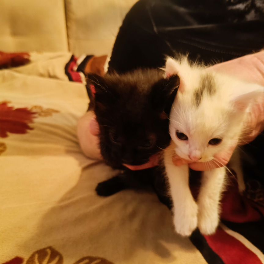 Котята мальчики бесплатно