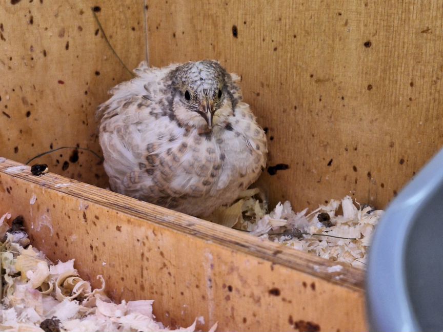 Китайские расписные перепела