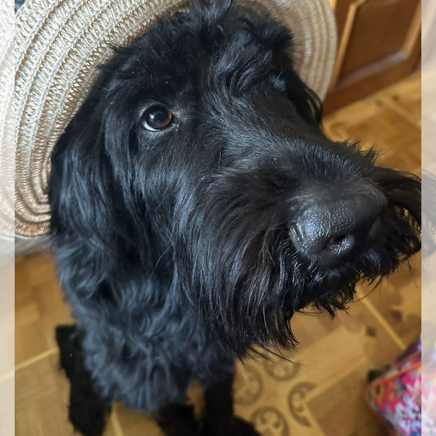 Русский черный терьер, взрослая собака